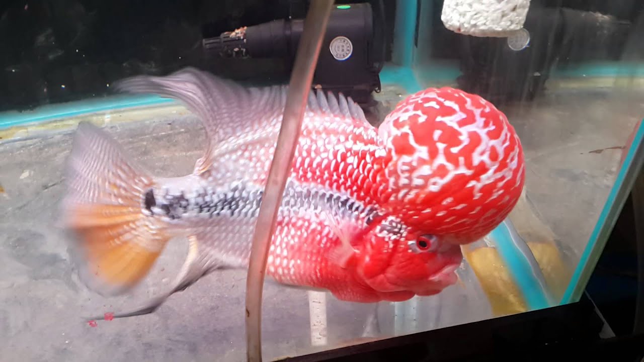 Mp super red pearl dragon vip by luckyfishvn - YouTube
