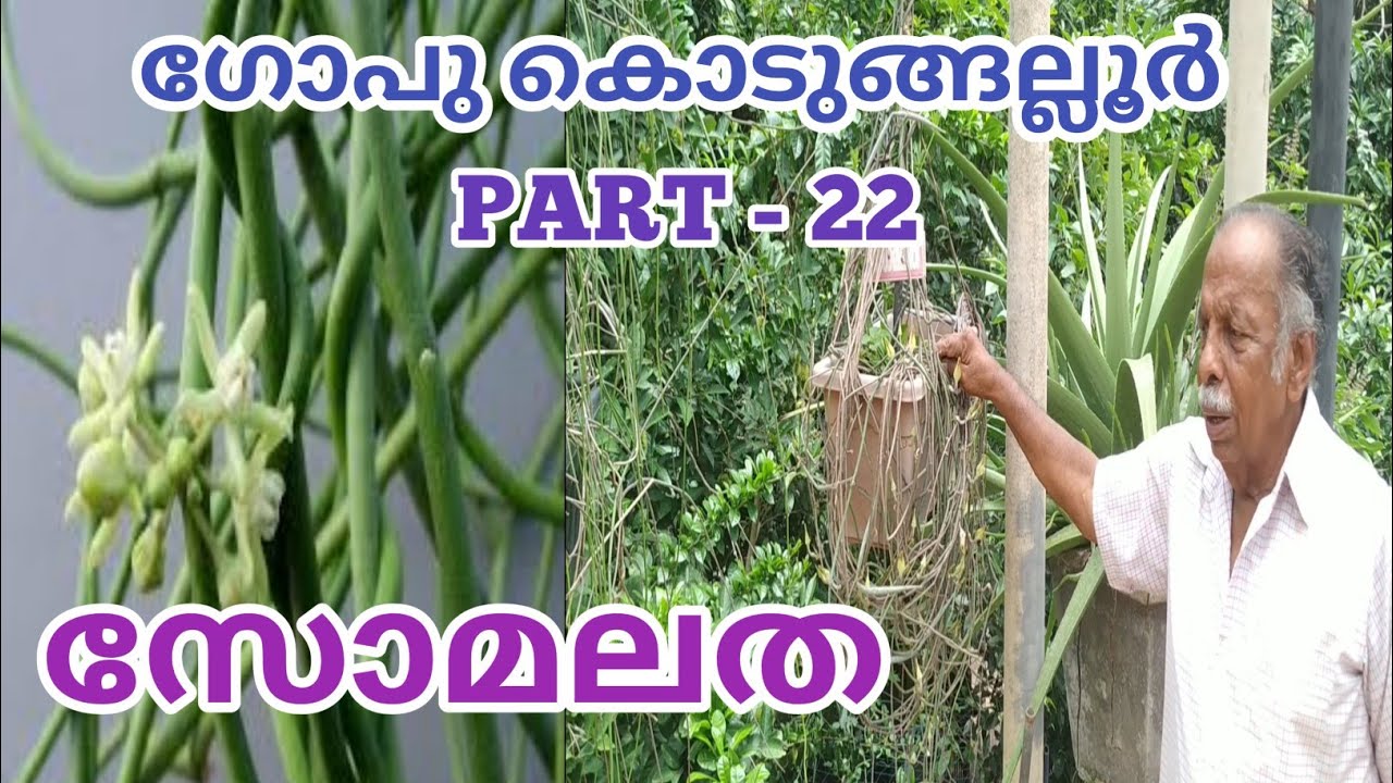 SOMALATHA PLANT || SOMALATHA || SOMALATHA PLANT IN MALAYALAM ...