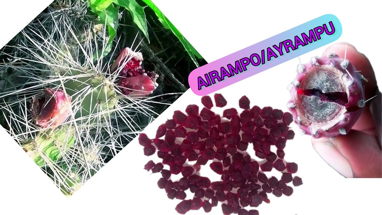 AYRAMPO/airampo fruta silveste que se extrae su semilla. - YouTube