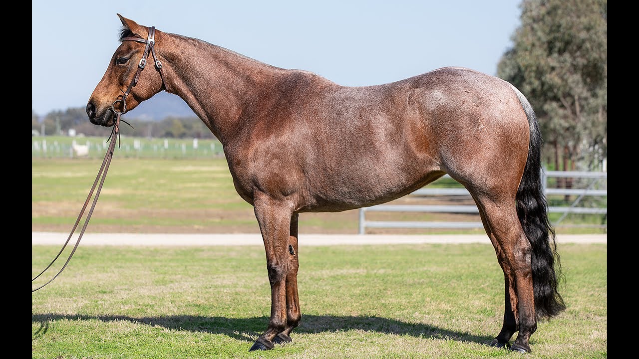 TYRELL PARK SMART BOONIE - YouTube