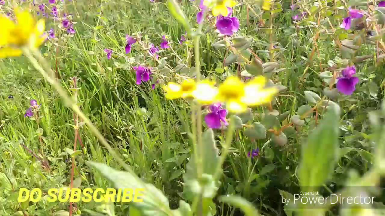 Kaas Plateau | Kaas pathar | Kaas Lake | Valley of Flowers | Satara ...