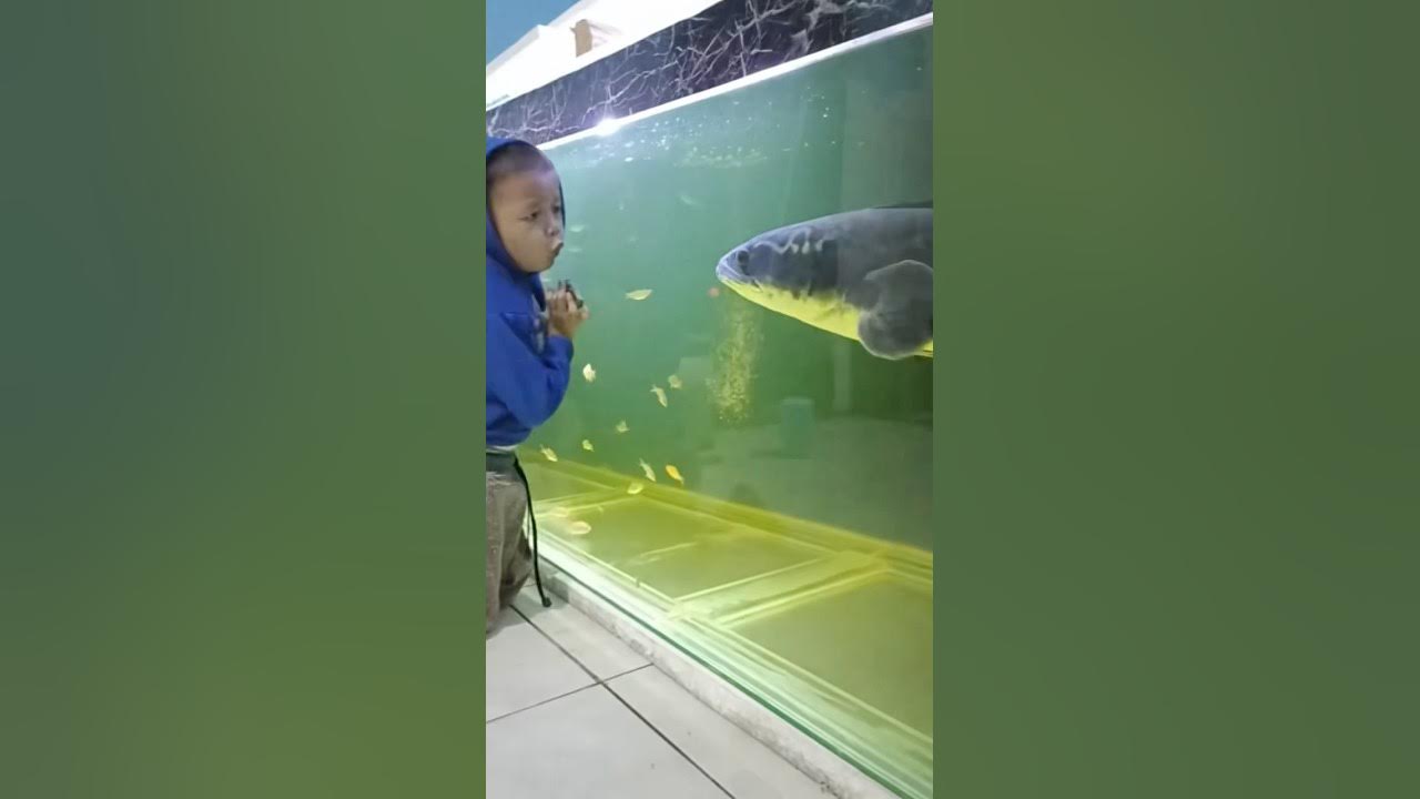 udah lama gk absen si tobrut #fish #fishing #foryou - YouTube