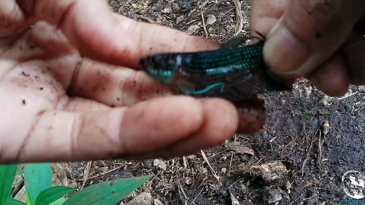 Mancing Ikan Pelaga Strike Bertubi tubi | Ep 4 - YouTube