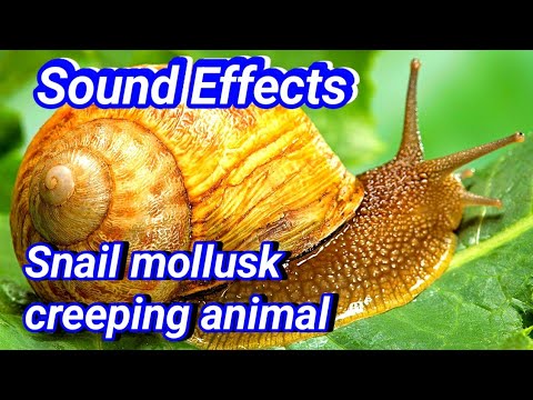 Snail mollusk creeping animal Sound | snail sound effect - YouTube