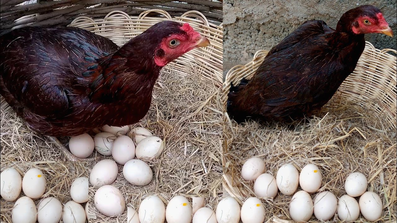 Yung Hen First Time hatching too many eggs hen hatching many eggs - YouTube