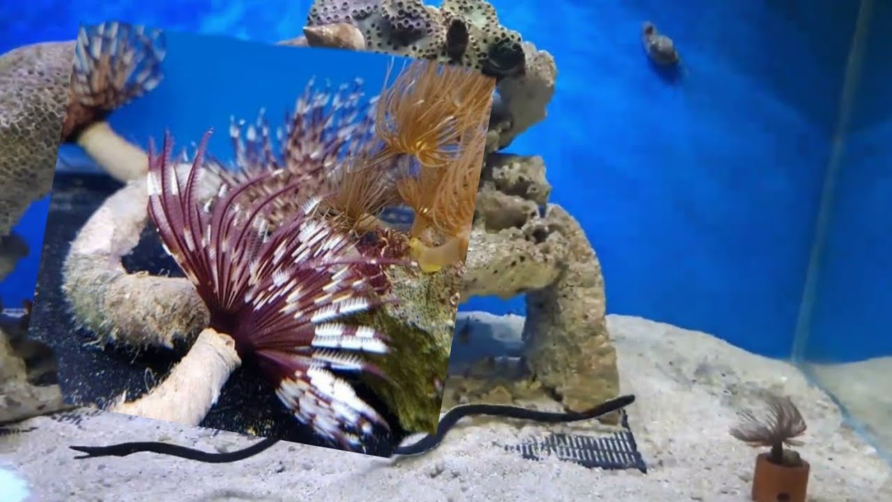 CACING KOKER KELAPA AIR LAUT - YouTube