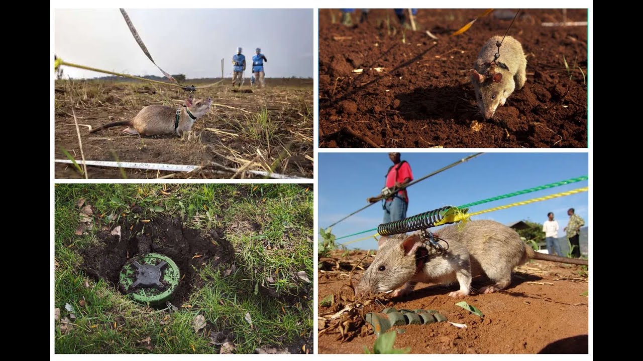 'Magava' saved thousands of lives with its ability to smell - YouTube