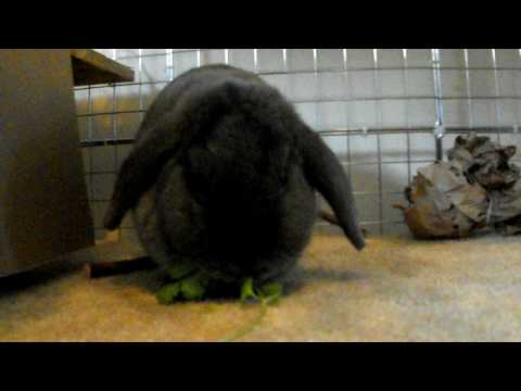 Cute Bunny Moment \