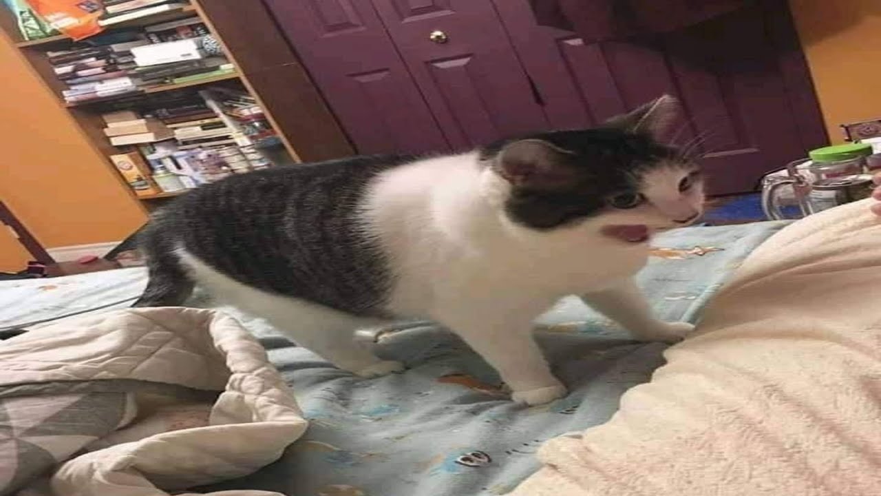 Gatos Graciosos - Videos de Risa de Gatos Chistosos # 52 - YouTube