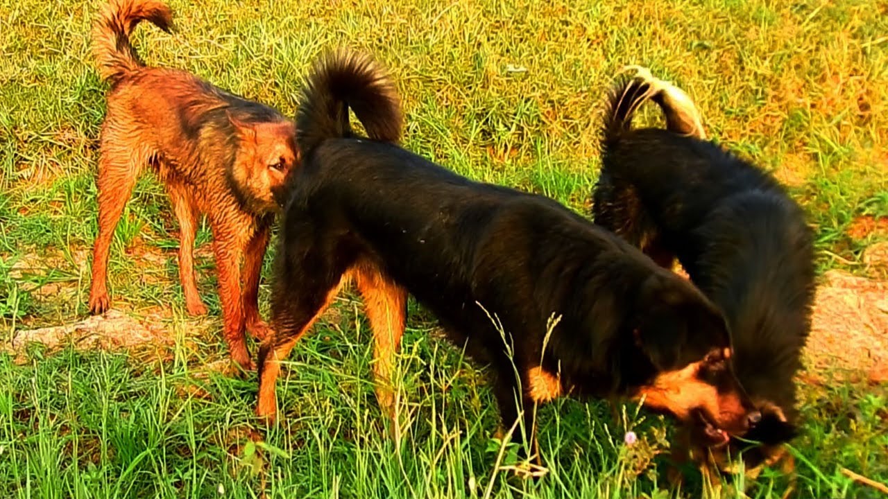 Wow very good Action Young boy lucky try to kiss boy ker ker love very ...