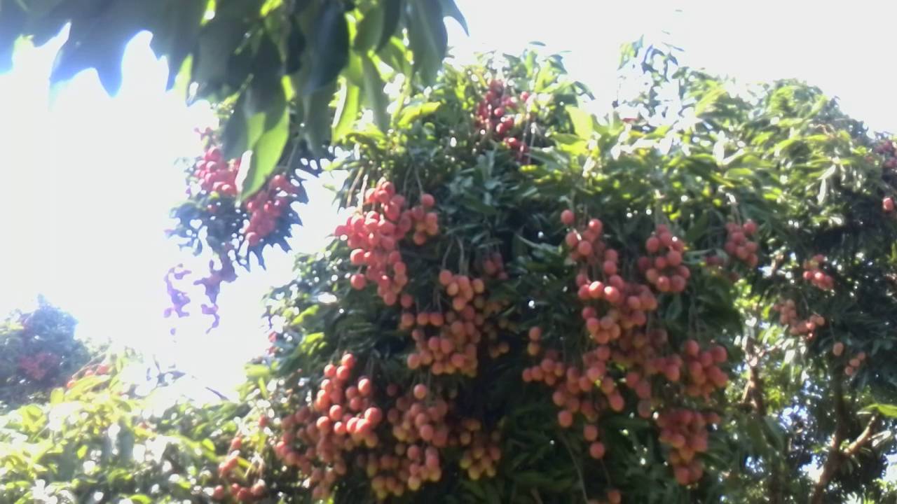 EN UN HUERTO DE LICHIS EN SLP MEXICO... - YouTube