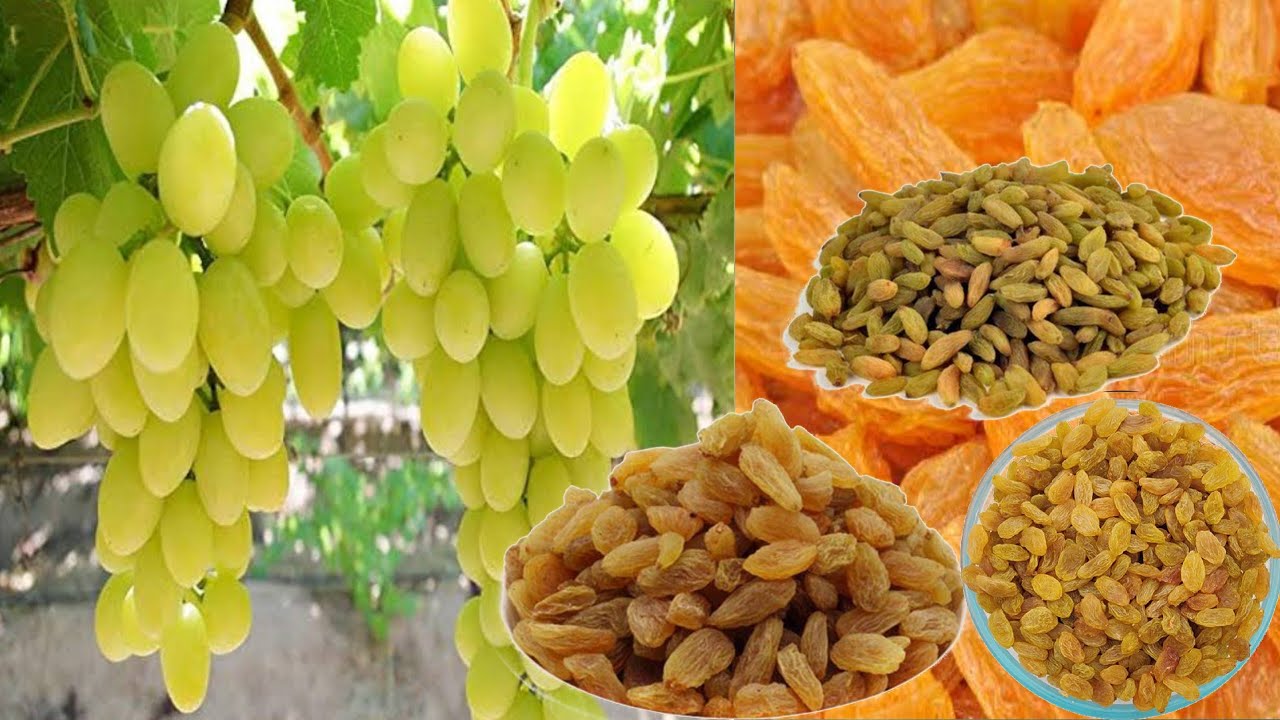 Grape to Raisin: A DIY Journey । अंगूर से किसमिस बनने का पूरा Process ...