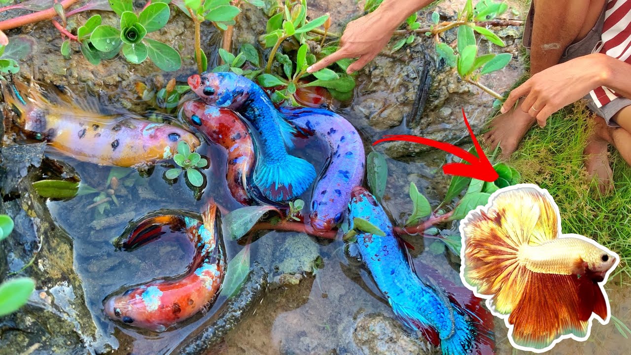 Best Unique Fishing Technique Betta Fish Amazing Man Catching Betta ...