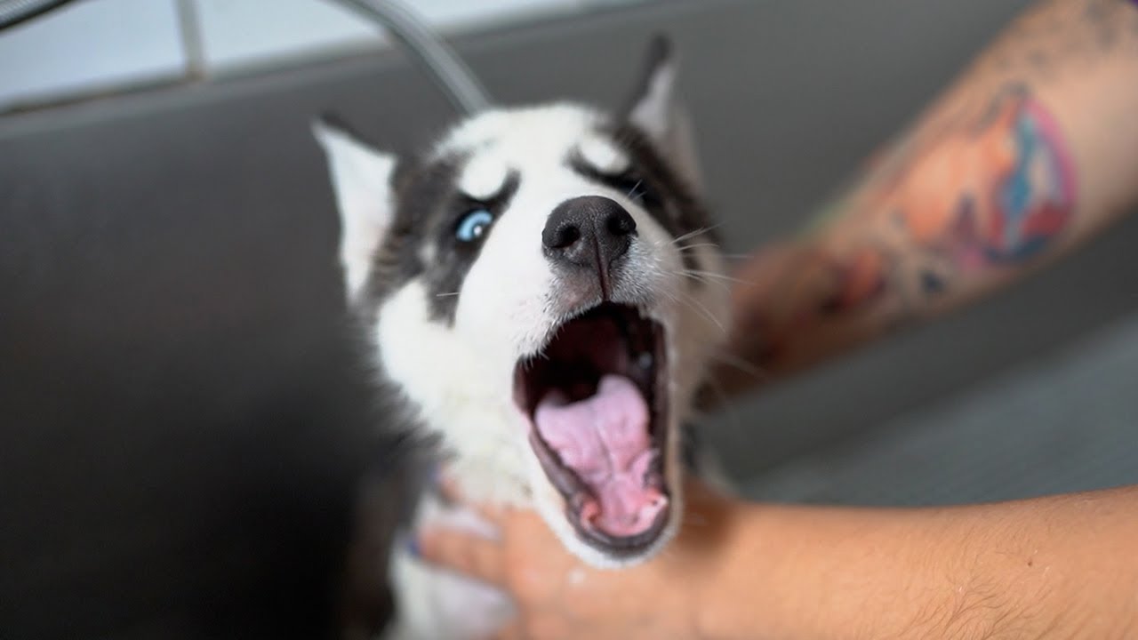 SIBERIAN HUSKY´s FIRST BATH ️🐶 Am i a well-behaved puppy? - YouTube