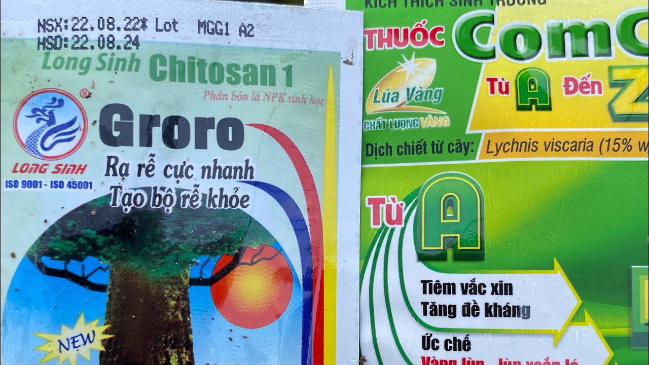 Thuốc kích rễ sử dụng tốt cho phôi mai vàng - YouTube