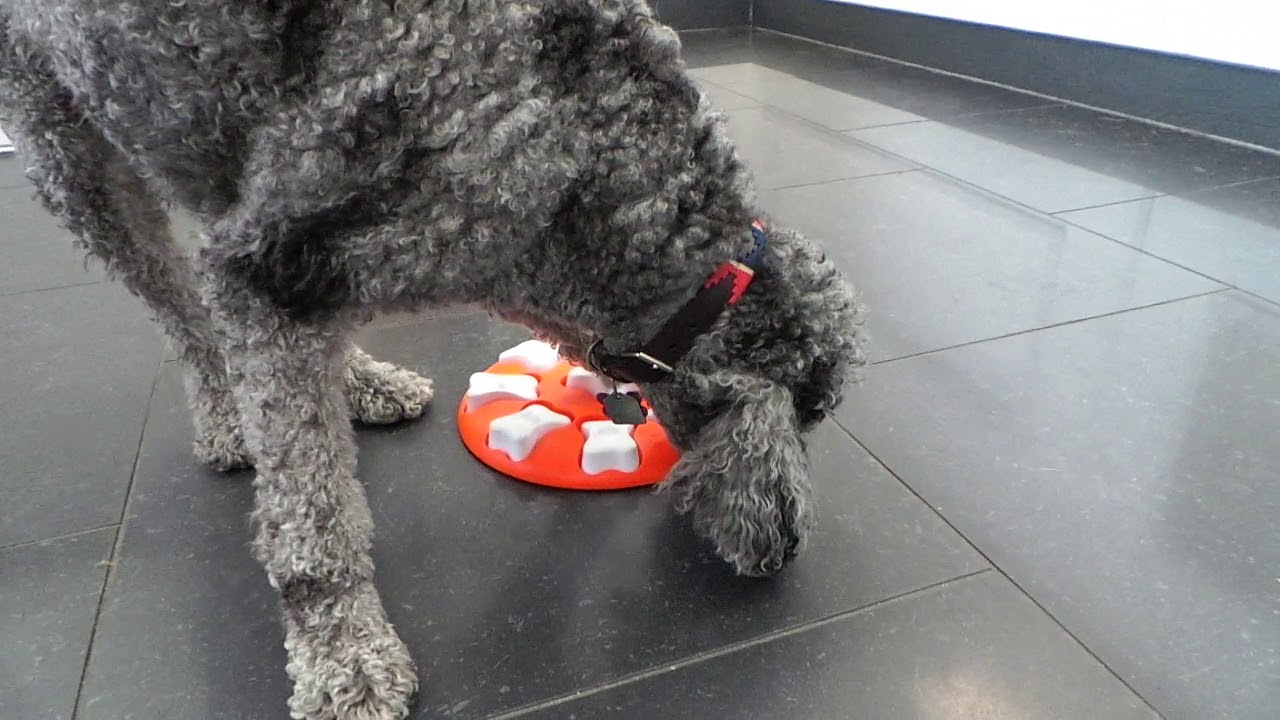 TPSB Daycare Puzzle #23 Georgy Dog Smart - YouTube