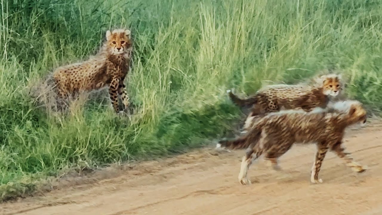 Fluffy Cheetah Cubs Look Left and Right Before Crossing the Road - YouTube