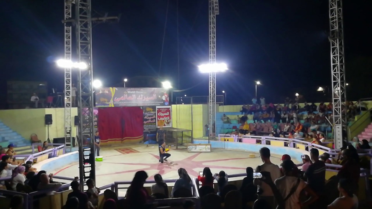 Guy Survive Deadly Cobra Snake In World Night Circus - YouTube