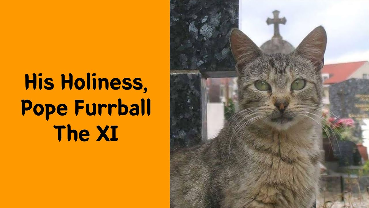 50 Hilariously Blessed Pics That Prove That Cats Are Godsent - Cute cat ...