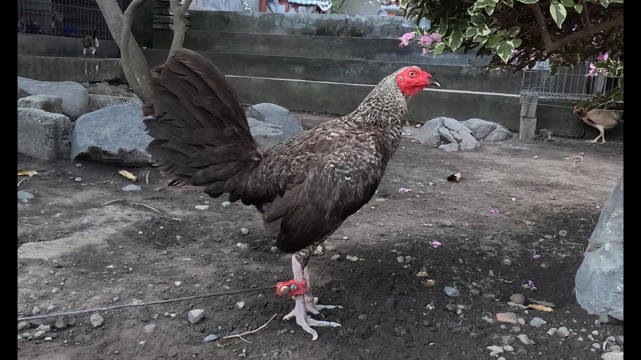 CEK KOLEKSI PETERNAKAN AYAM RUMAHAN MILIK AJIK GOES TOEX.{ALIGATOR GAME ...