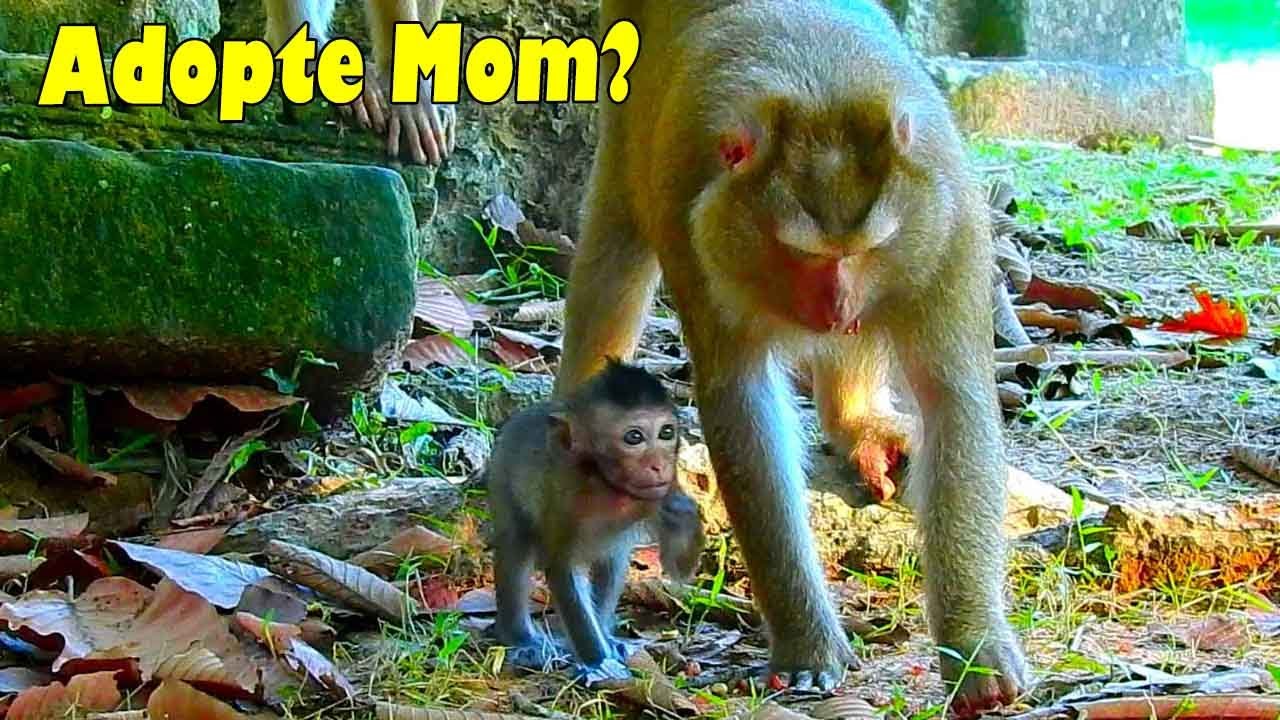 Surprisingly! New Abandoned Monkey Trusted Bonita So Much, Hope She ...