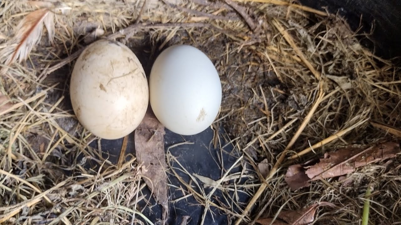vídeo de una gallina de huevos verdes en proceso de poner un huevo ...
