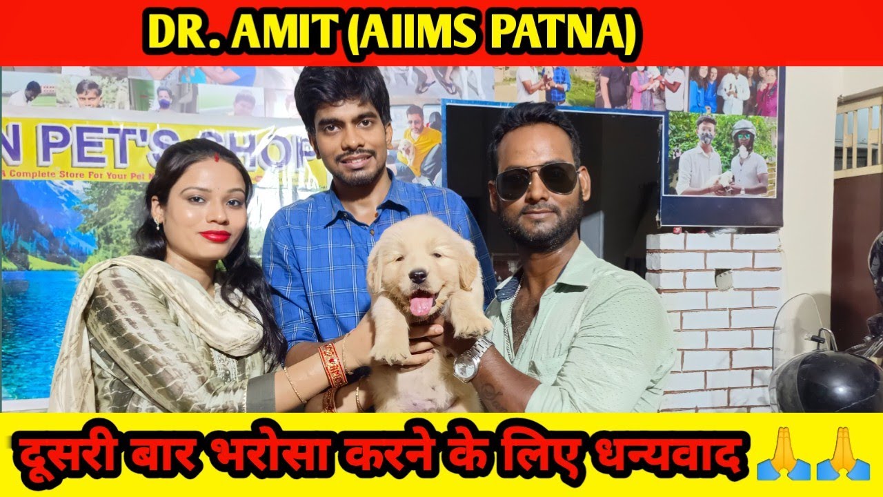 Monster Quality Golden Retriever | Golden Retriever In Patna | Dog ...