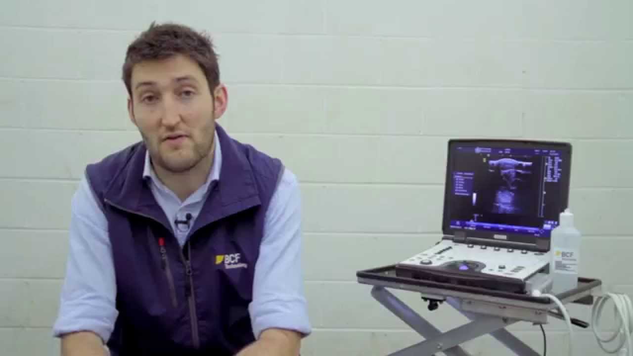 IMV imaging Technology Ultrasonography of the Distal Limb video 14 ...