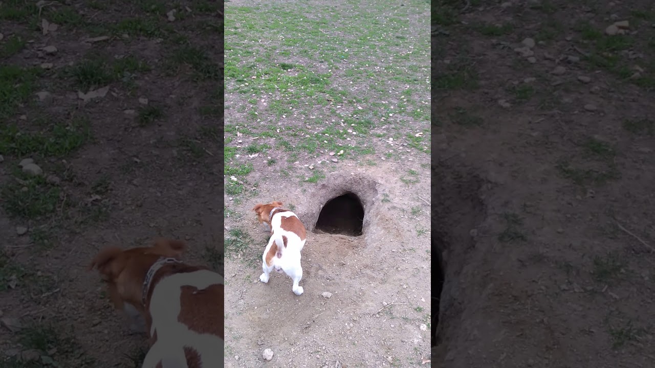 Dzeki - dzek rasel terijer - YouTube