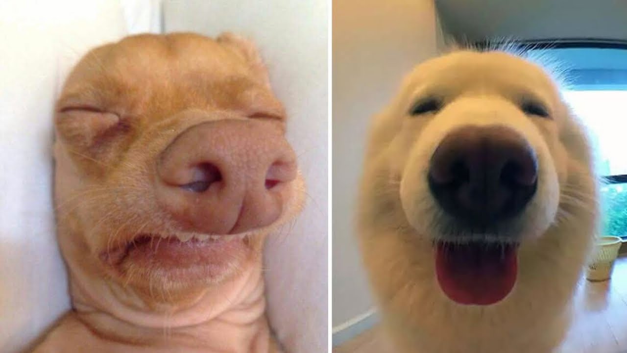 🐶 Dogs So Funny You'll Laugh OUT LOUD at These Moments! 😂 - YouTube