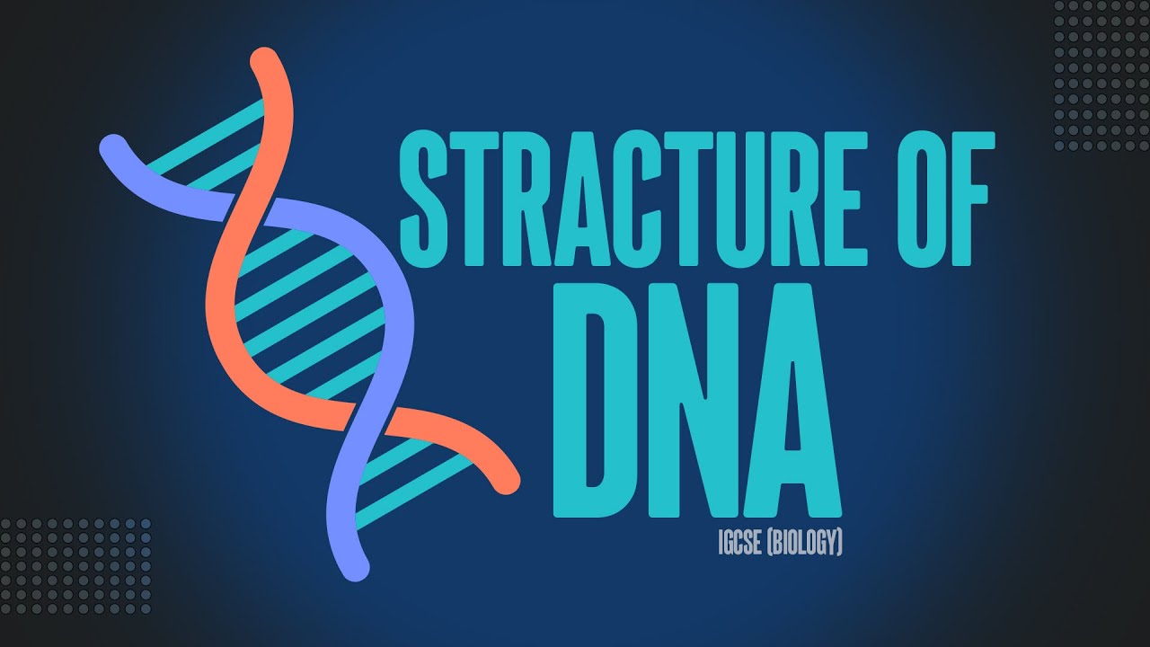 IGCSE (Biology) Structure of DNA - YouTube