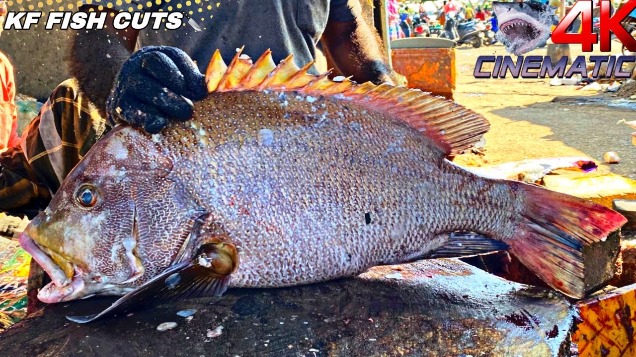 8 KG KORALI FISH CUTTING🔪KASIMEDU FISH CUTTING🔪KF FISH CUTS - YouTube