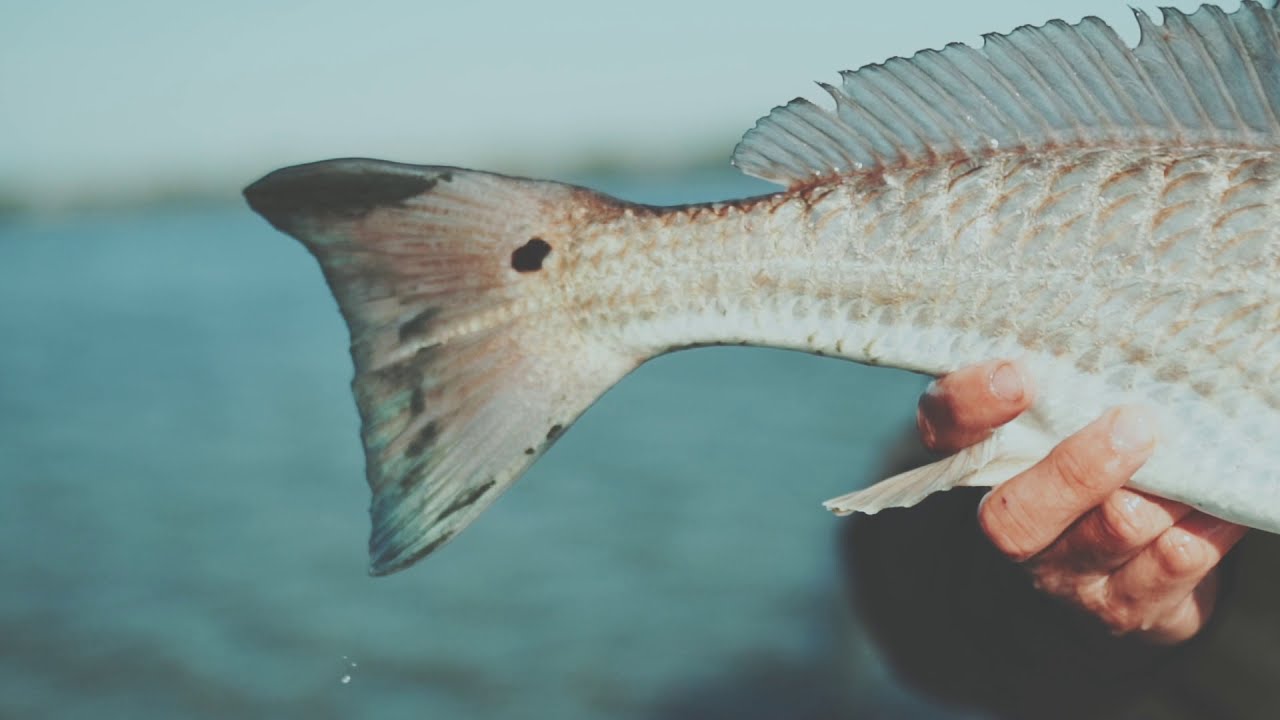 Fly Fishing Texas Redfish On The Flats - YouTube