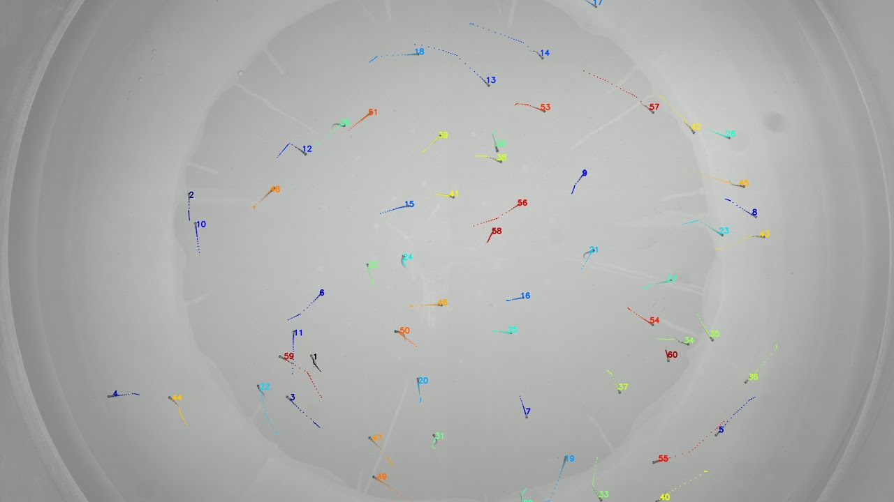 60 30dpf zebrafish tracked with idtracker.ai (3) - YouTube