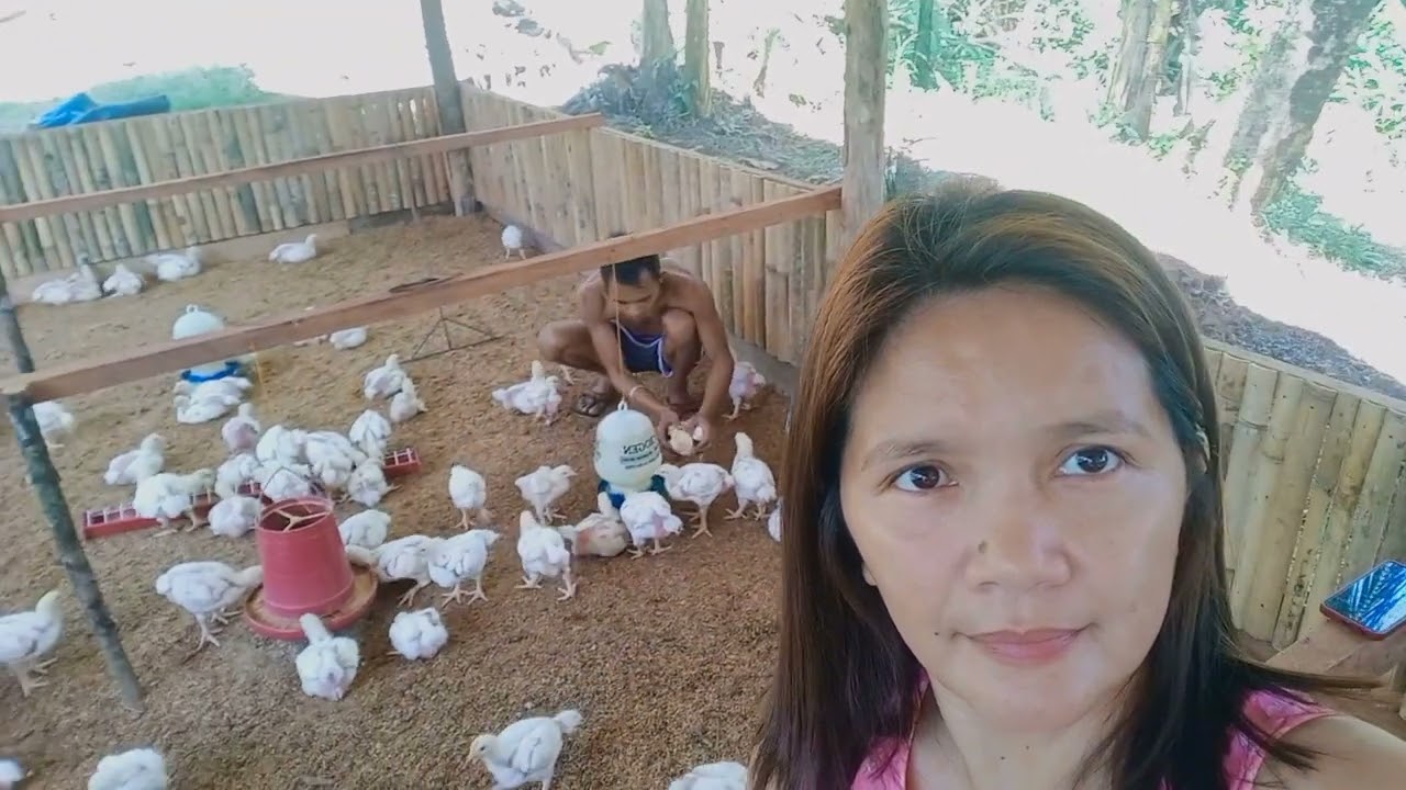 BROILER HOUSE GAMIT ANG IPA/RICE HULL|PHILIPPINE POULTRY FARMING - YouTube