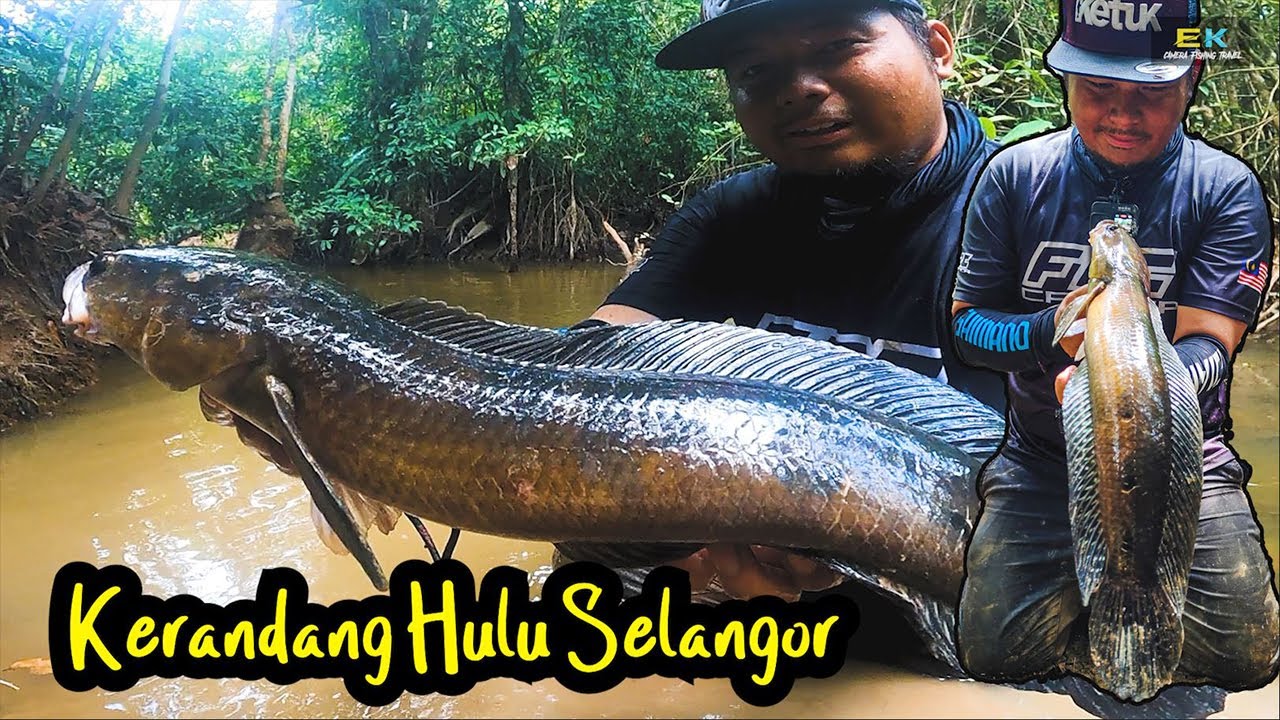 KERANDANG Hulu Selangor - Toman Bunga - YouTube