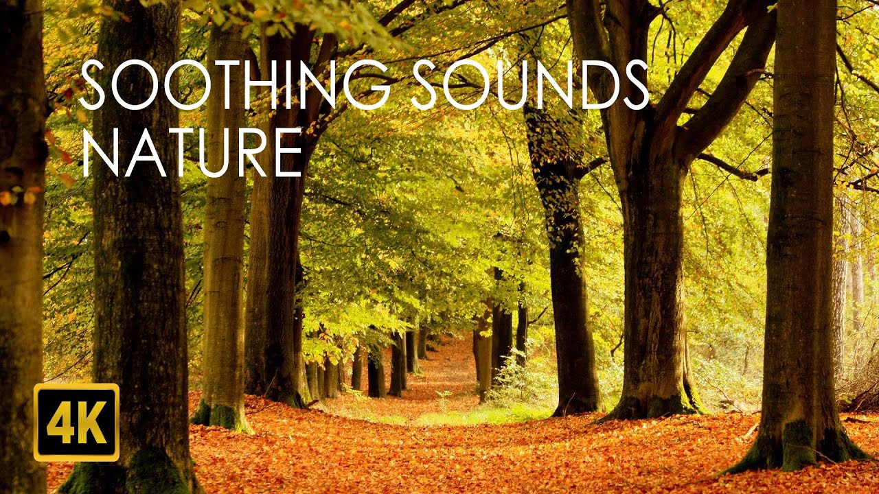 4K Nature sounds | Bird songs | Sleep Music Deep Meditation Music ...