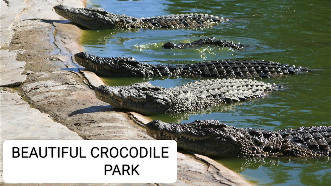 Amazing crocodile park@natureofvillage8205 - YouTube