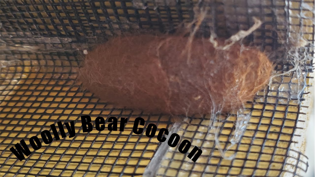 Spring Woolly Bear Cocoon - YouTube