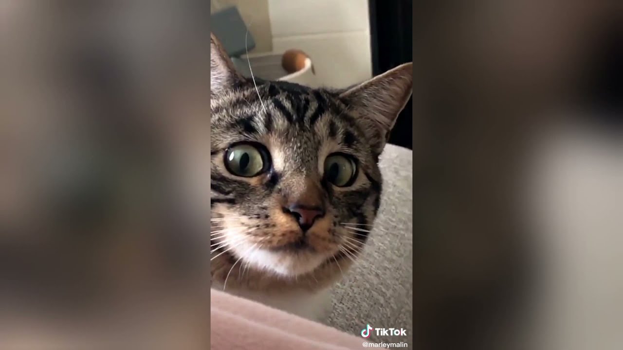 Brat Cats video compilation from TikTok Trend 2021 - YouTube