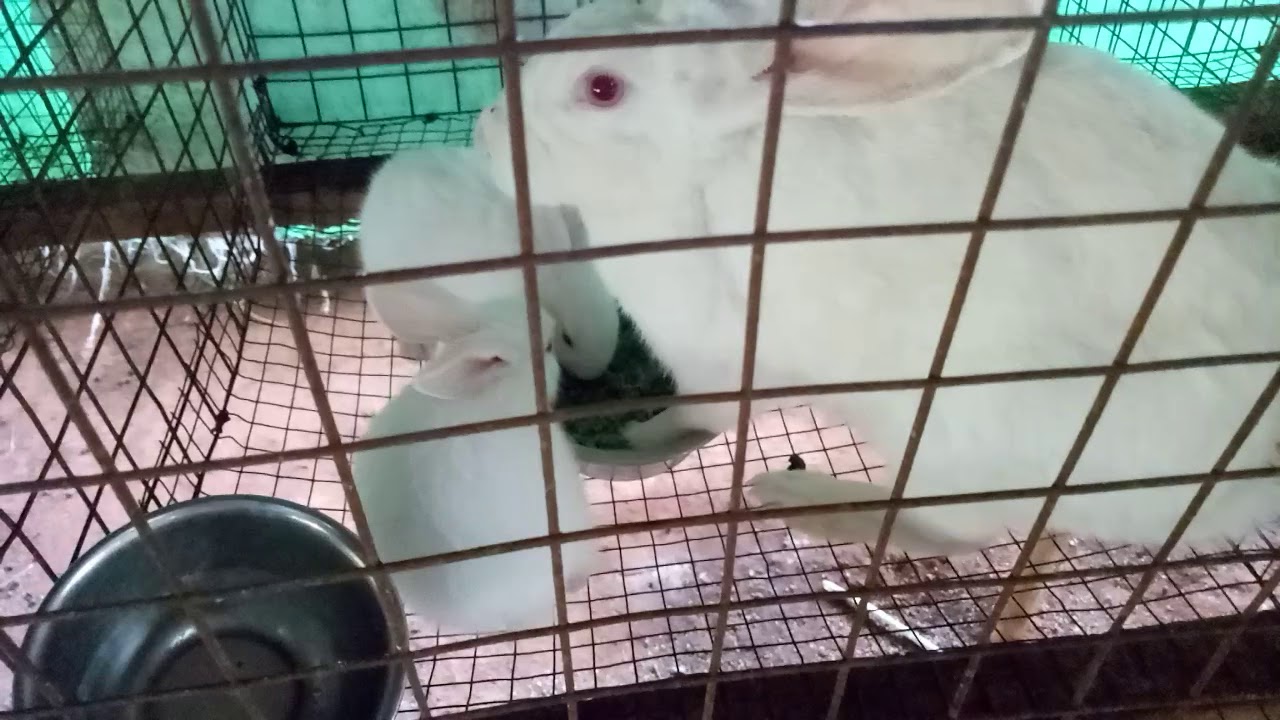 White faint rabbits from Arun farms - YouTube
