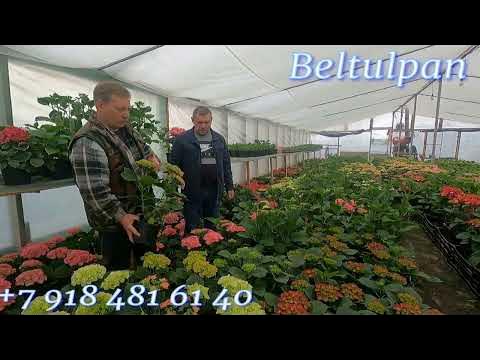 Гортензия крупнолистная оптом. - YouTube