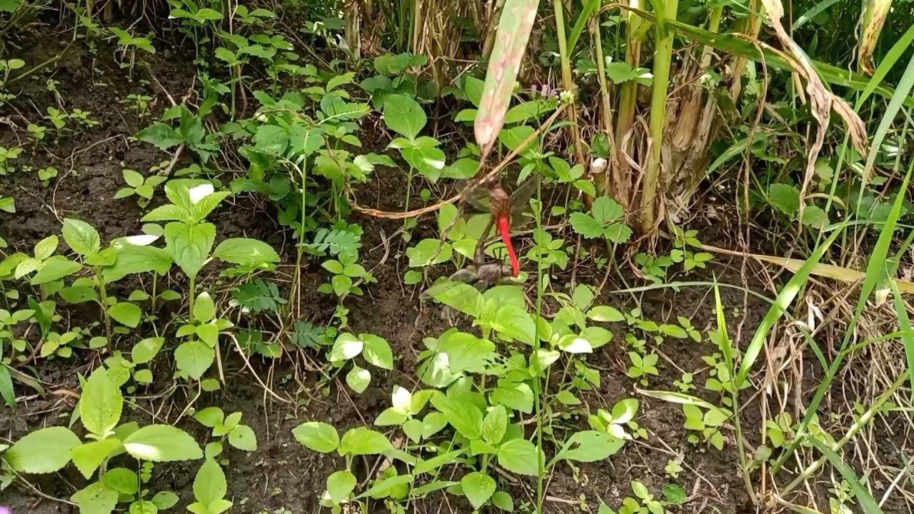 Cara Capung Kawin||Noisy Channel - YouTube