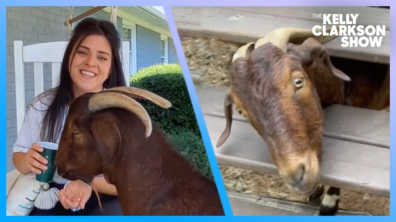 Viral Pet Goat Stuck In Stairs After 'Risking It All' For Loose Cheerio ...