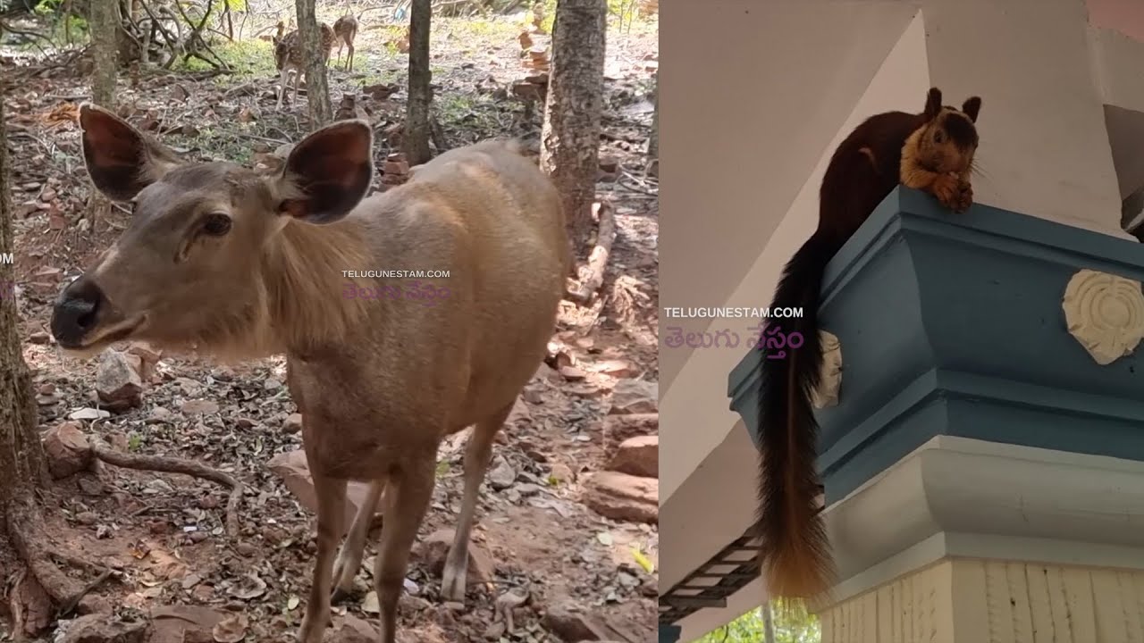 Giant Squirrel And Sambar Deer Enthrall Devotees In Tirumala Alipiri ...