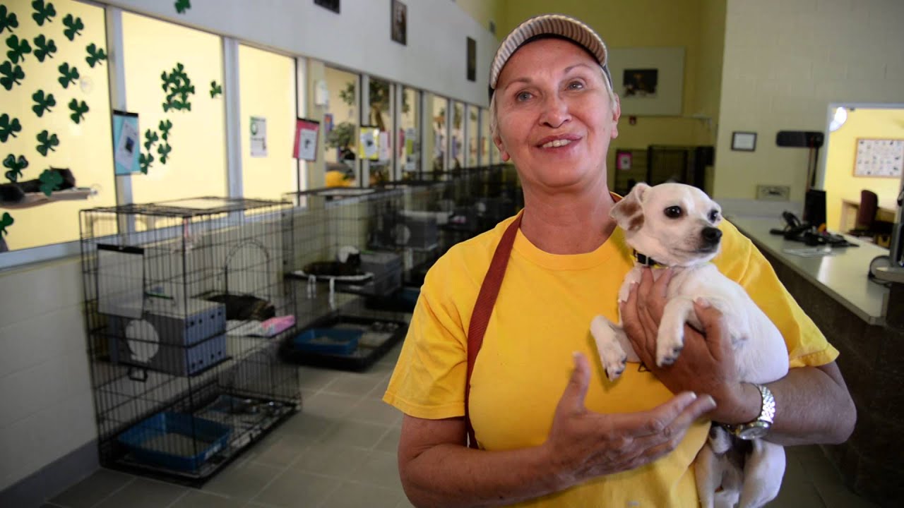 DAS Dogs in 'Dog Whisperer' Cesar Milan's Show, Naples FL - YouTube