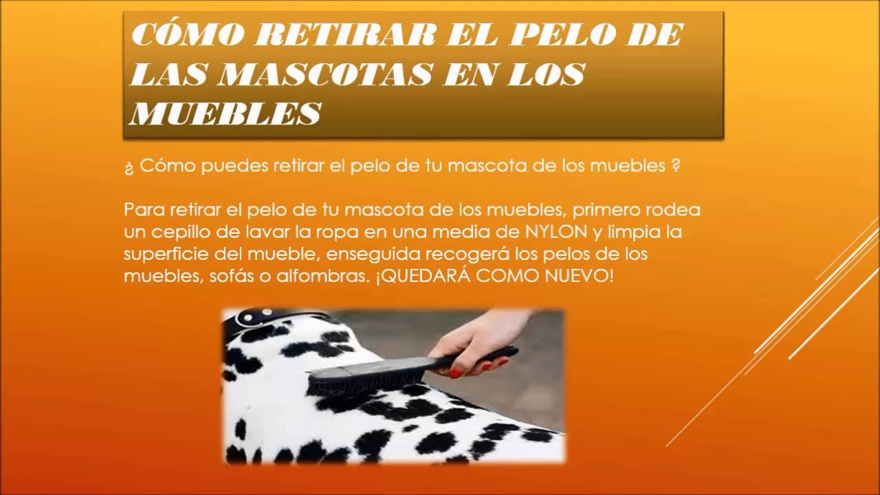 Trucos caseros para perros - Animales domesticos. - YouTube