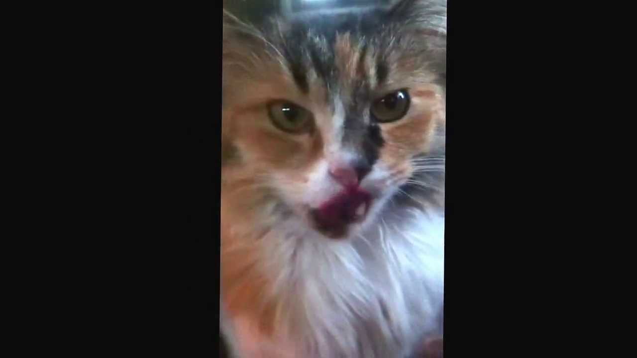 The cat eat Oreo! - YouTube