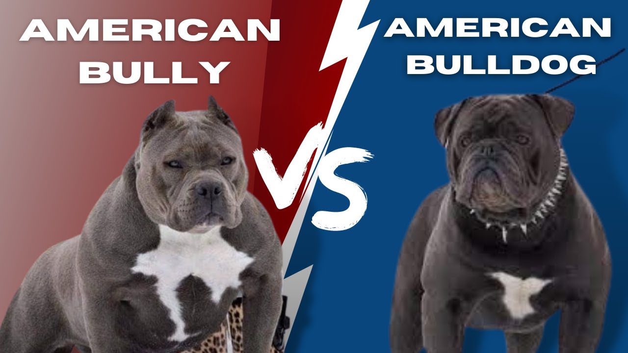 AMERICAN BULLY VS AMERICAN BULLDOG - YouTube
