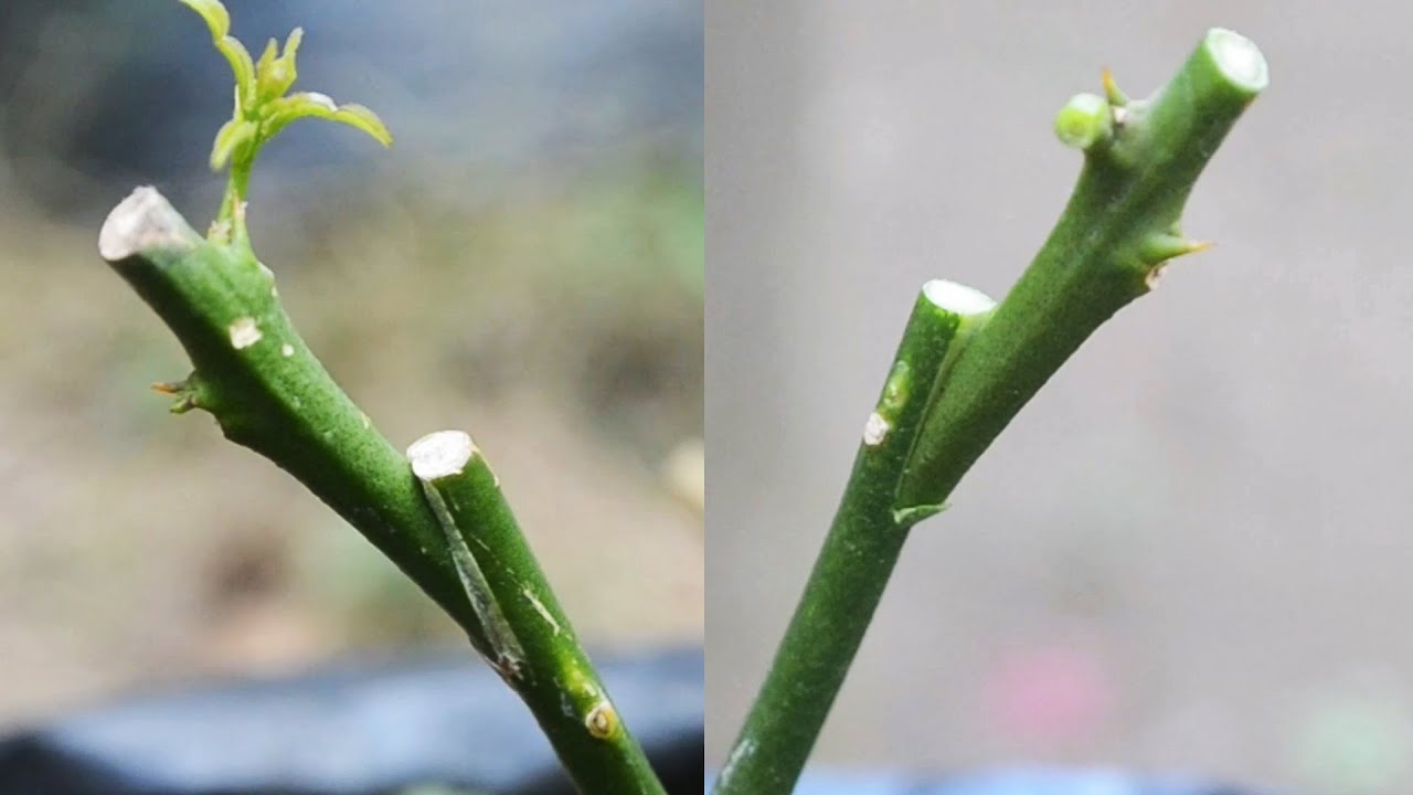 BEST GRAFTING TECHNIQUES | Using Dormant Scion - YouTube